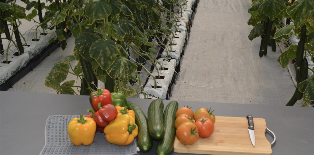 The nexus between Green Hydrogen and Agriculture – Daures Green ...